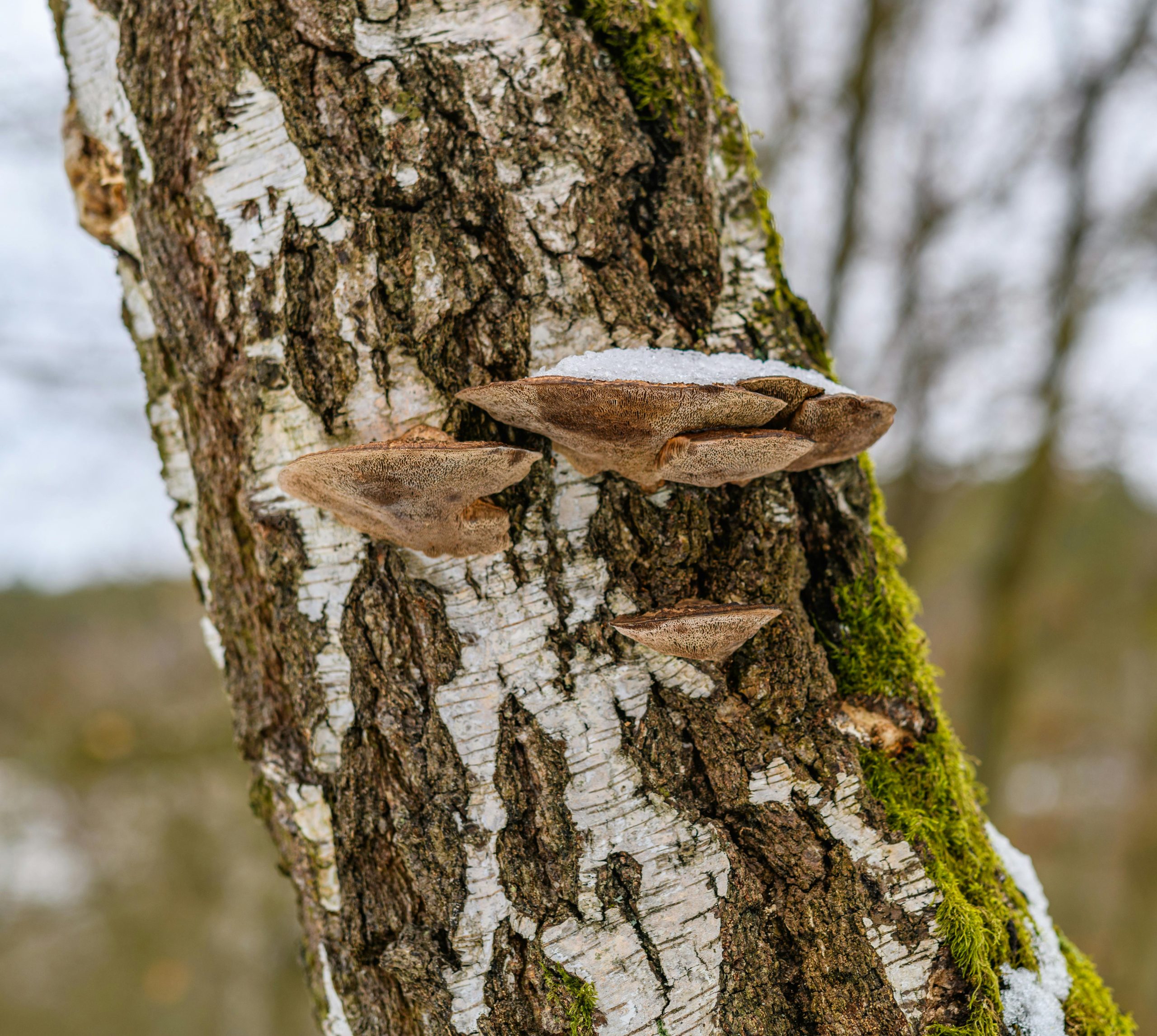 Piptoporus botulinus (Birch polypore, Razor strop fungus) - Big Heart ...