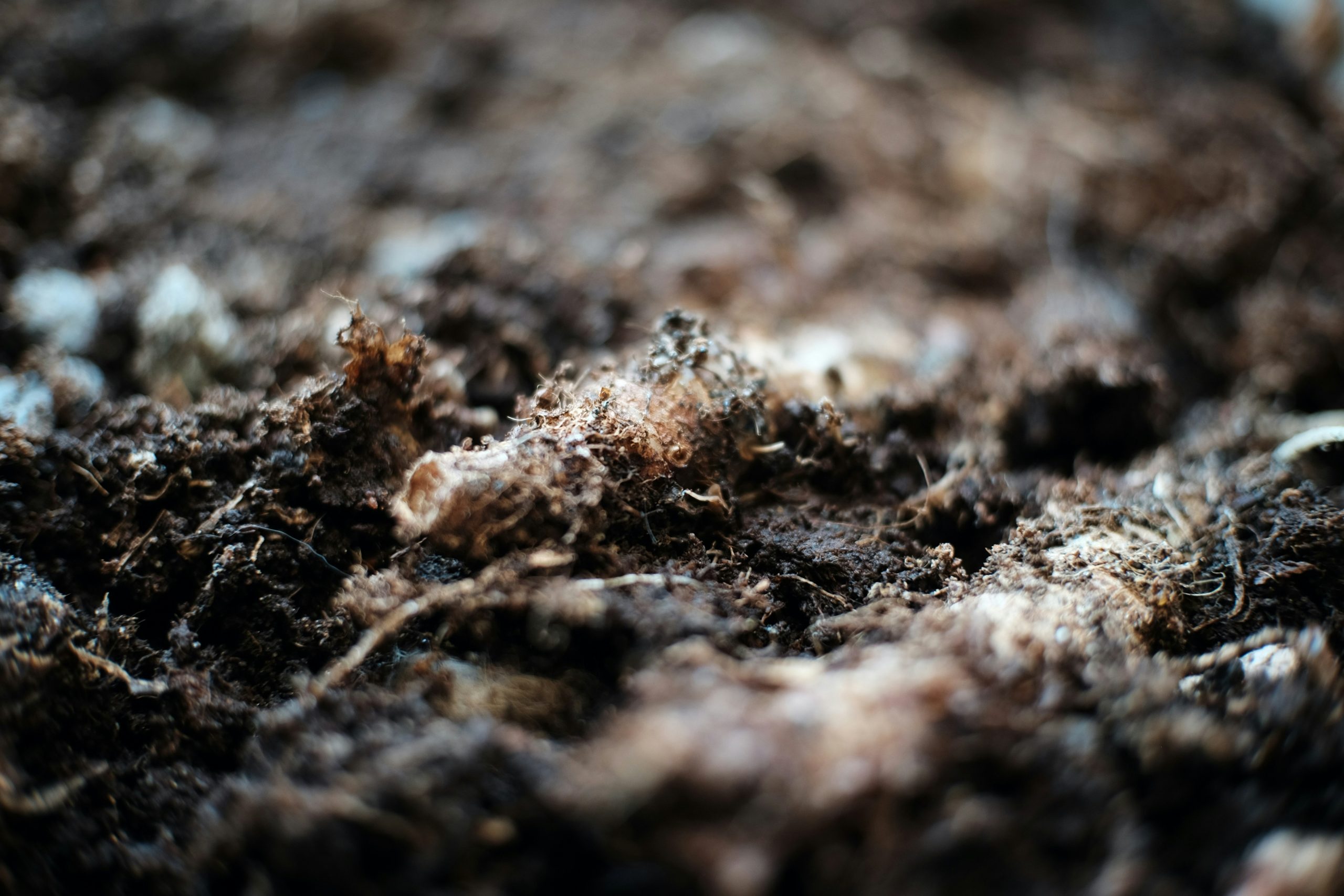 Technical Brief: Soil Amelioration Strategies for Arboriculture - Big ...