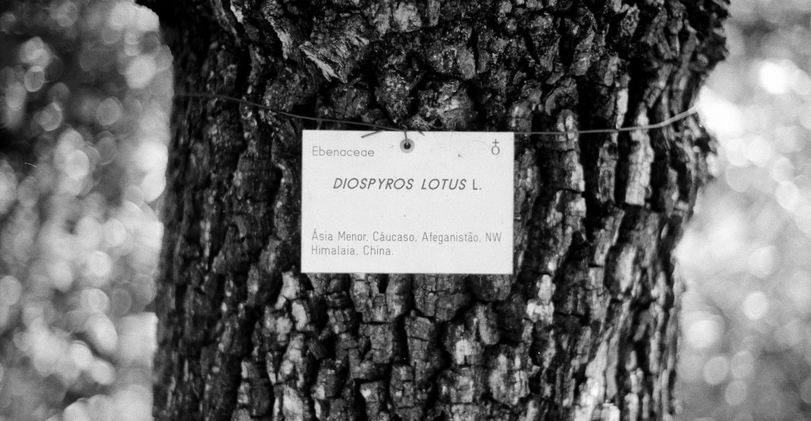 The Science of Silviculture: Understanding Latin Nomenclature - Big ...