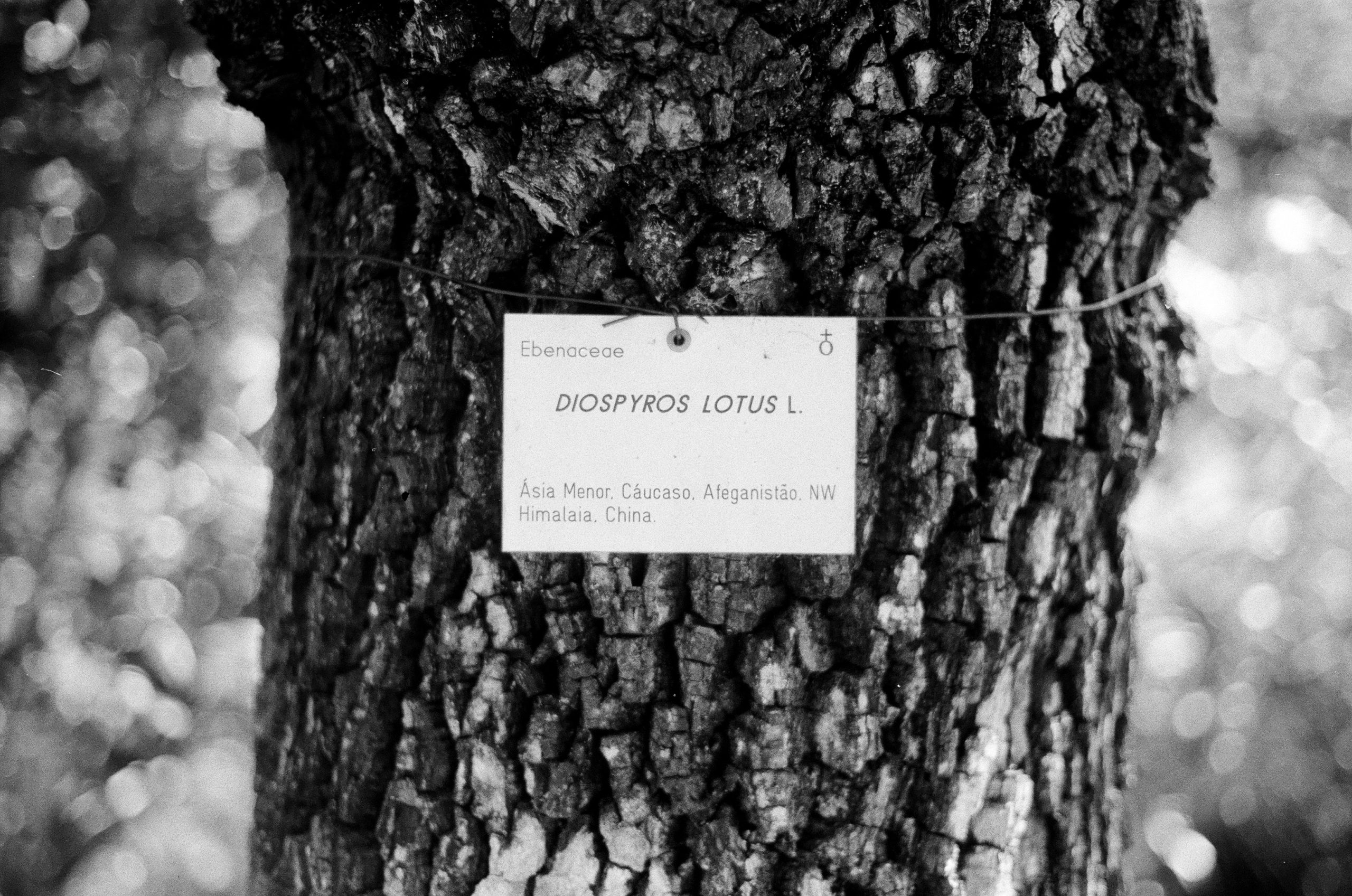 The Science of Silviculture: Understanding Latin Nomenclature - Big ...